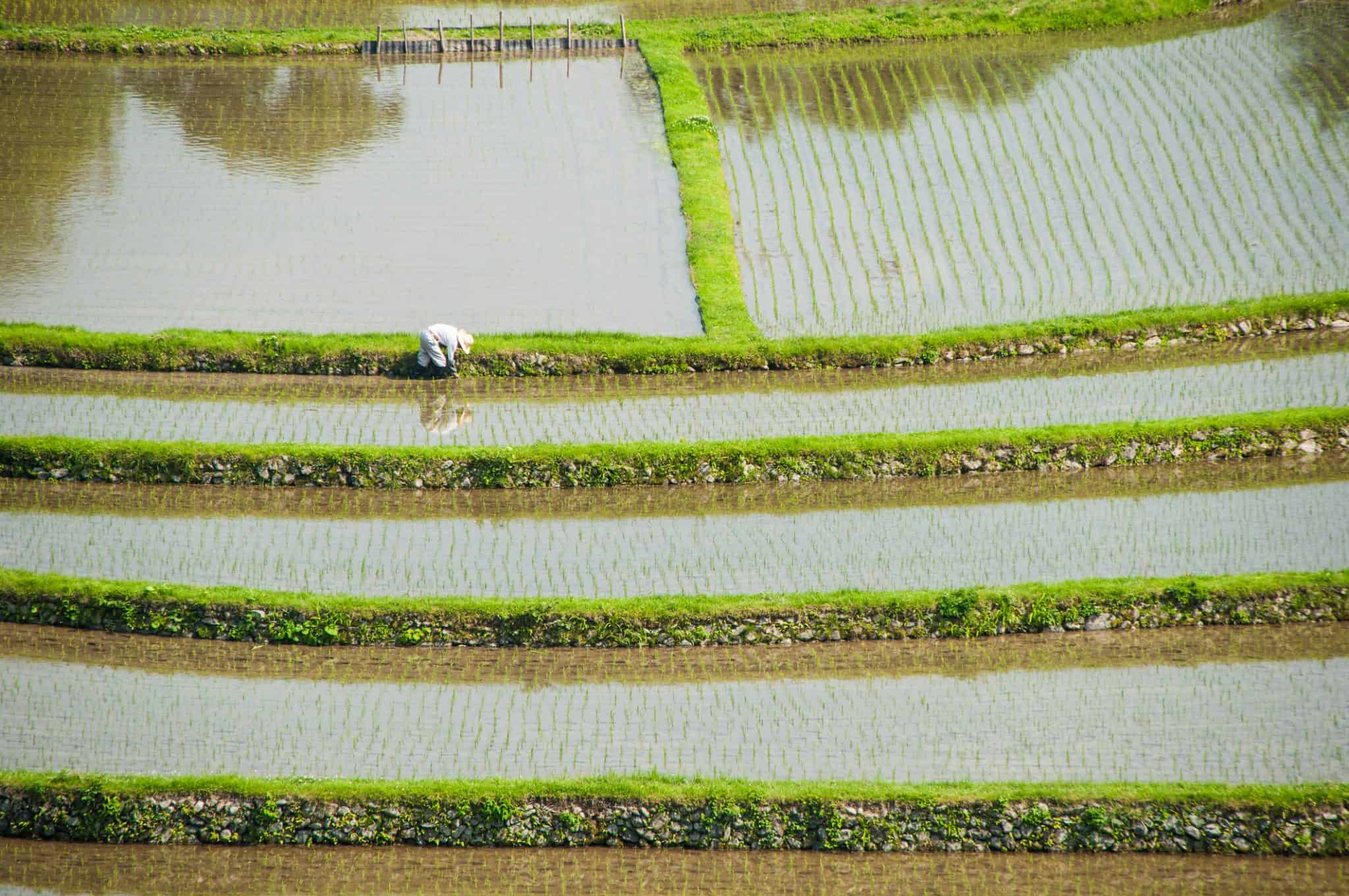 Do Japanese Eat Brown Rice? Rice History & Culture In Japan – Stretch Recipes