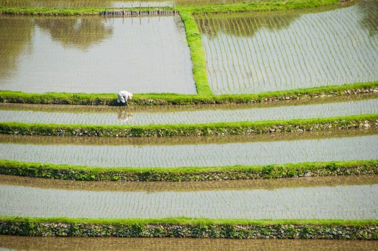 Do Japanese Eat Brown Rice? Rice History & Culture In Japan – Stretch ...