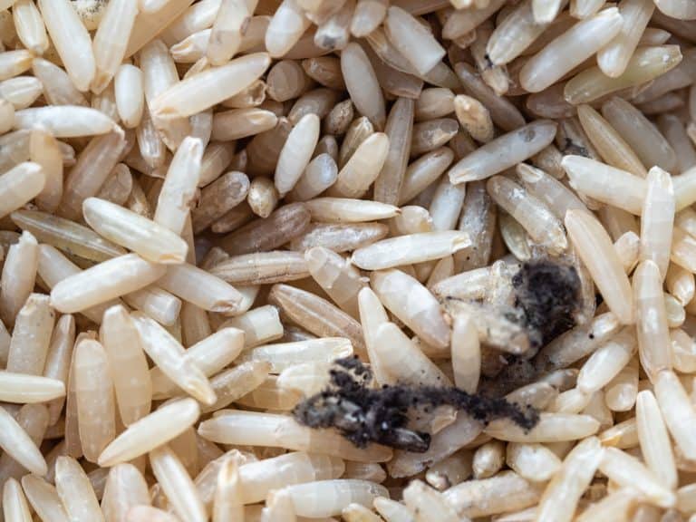 Can You Store Uncooked Rice In The Fridge: How To Do It? – Stretch Recipes